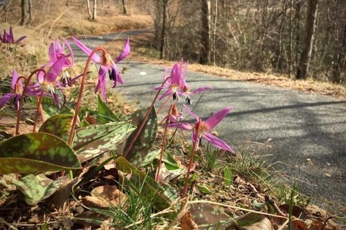 Erythronium dens-canis 150 seeds (2024) | eBay