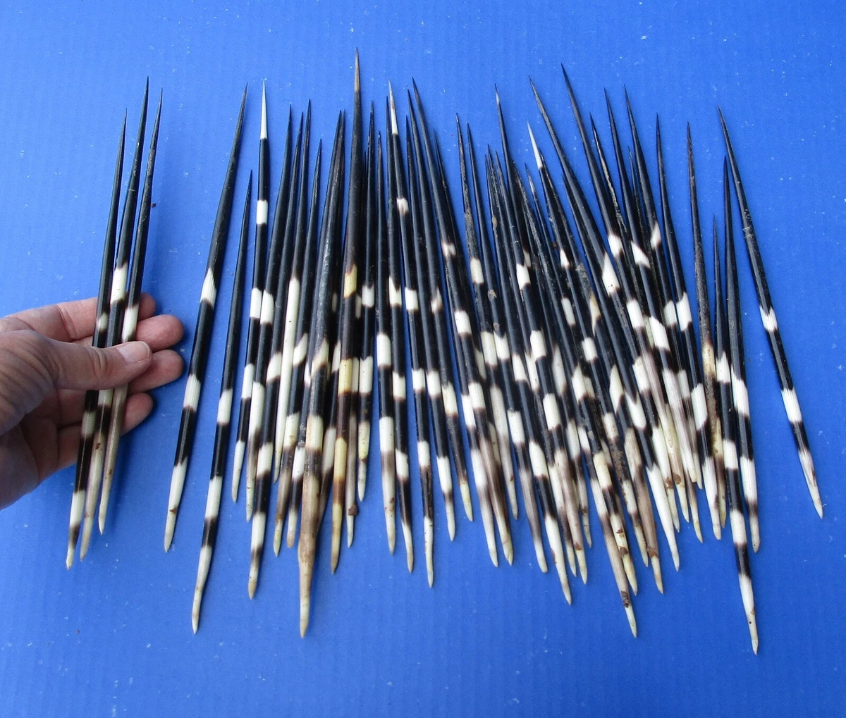 African Porcupine Quills