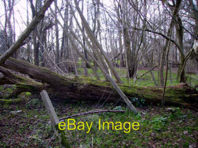 Photo 6x4 Barton Stacey - Fallen Tree This tree has taken out a fence ...