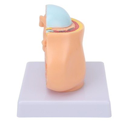 Pregnant Woman Anatomical Pelvis Model Removable Pregnancy 9 Months ...