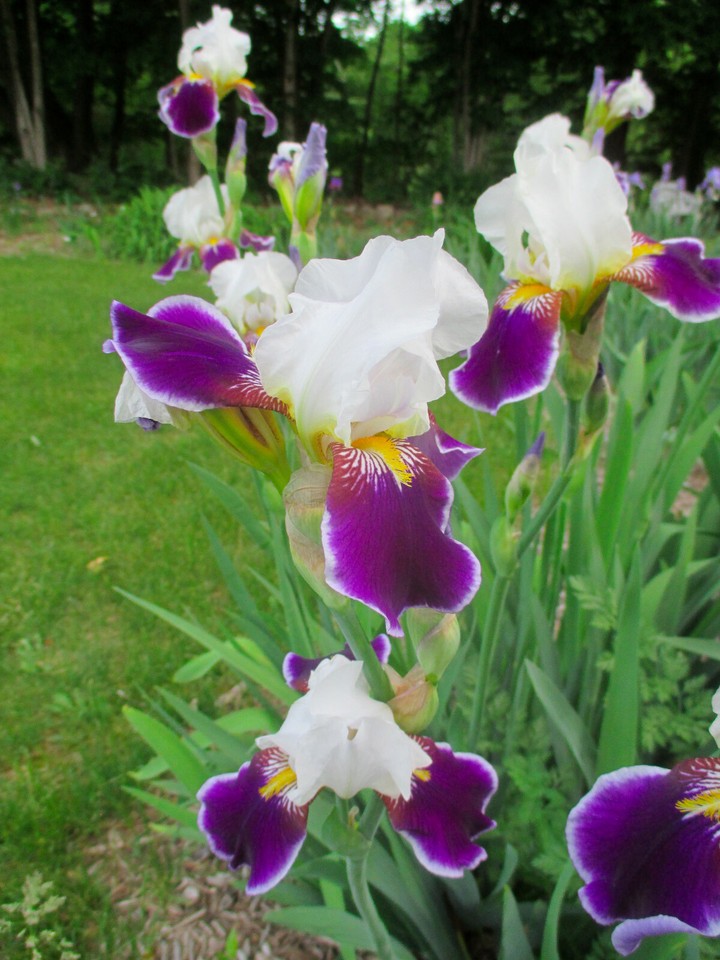 Wabash - Set of 3 rhizomes - German Tall Bearded Iris - 36" tall ...