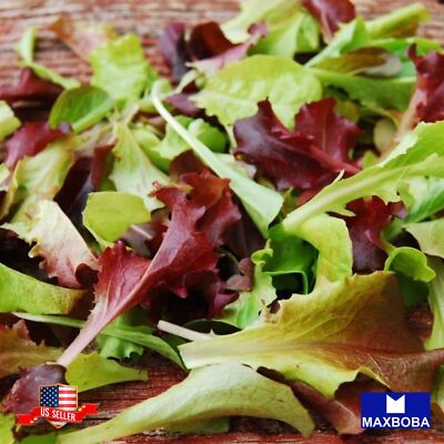 525 Mixed Greens - Gourmet Mixture Lettuce Seeds Non-GMO Heirloom ...