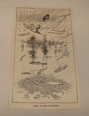 1887 magazine engraving ~ NEST OF THE CHUBFISH | eBay