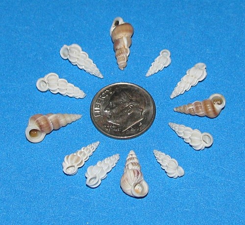 Look 12 Tiny Wentletrap Sea Shells Two Types Collectible Hard To Find ...