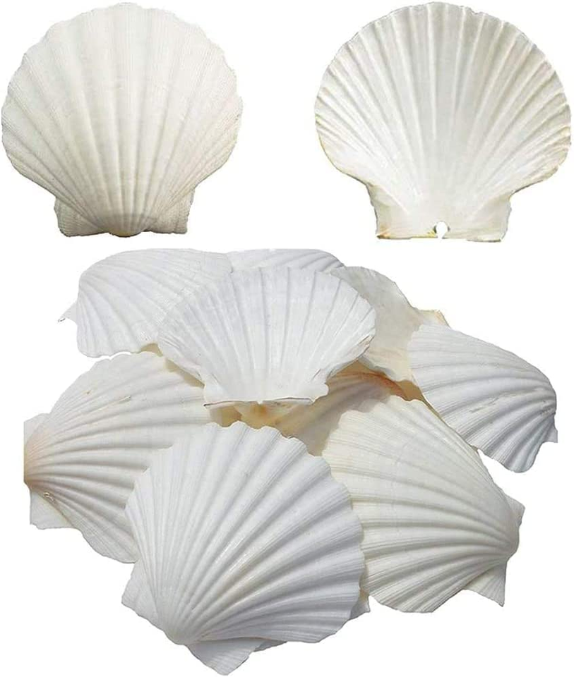6PCS Scallop Shells for Serving Food,Baking Shells Large Natural White ...