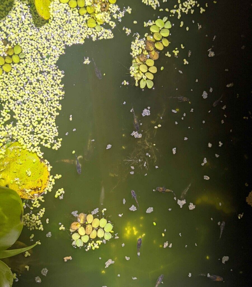 Ulysses Medaka rice fish, young adult to adult. Group of 6 | eBay