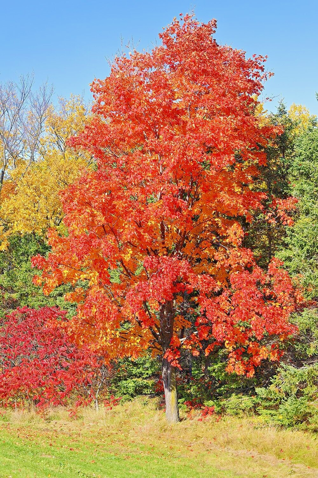 Northern Sugar Maple Tree | Premium Seeds | Acer saccharum 'Fall ...