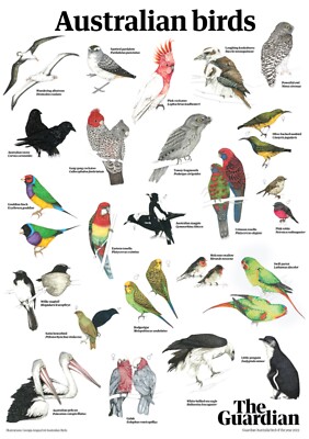 AUSTRALIAN BIRDS SPECIES poster,,BIG 600mm x420mm TYPES,COKATOO ...