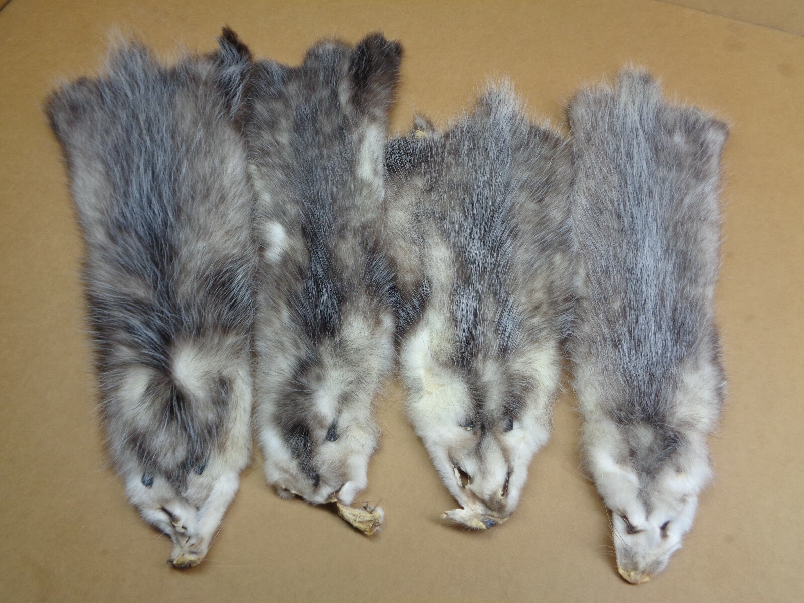 Professionally Tanned #2 L Opossum Hide/Furs/Taxidermy/Crafts/Real USA ...