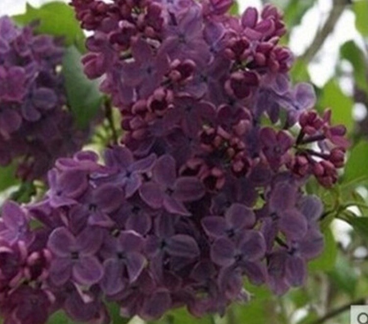 20 EXOTIC LILAC SEEDS for garden rare bloom flower plant bush USA ...