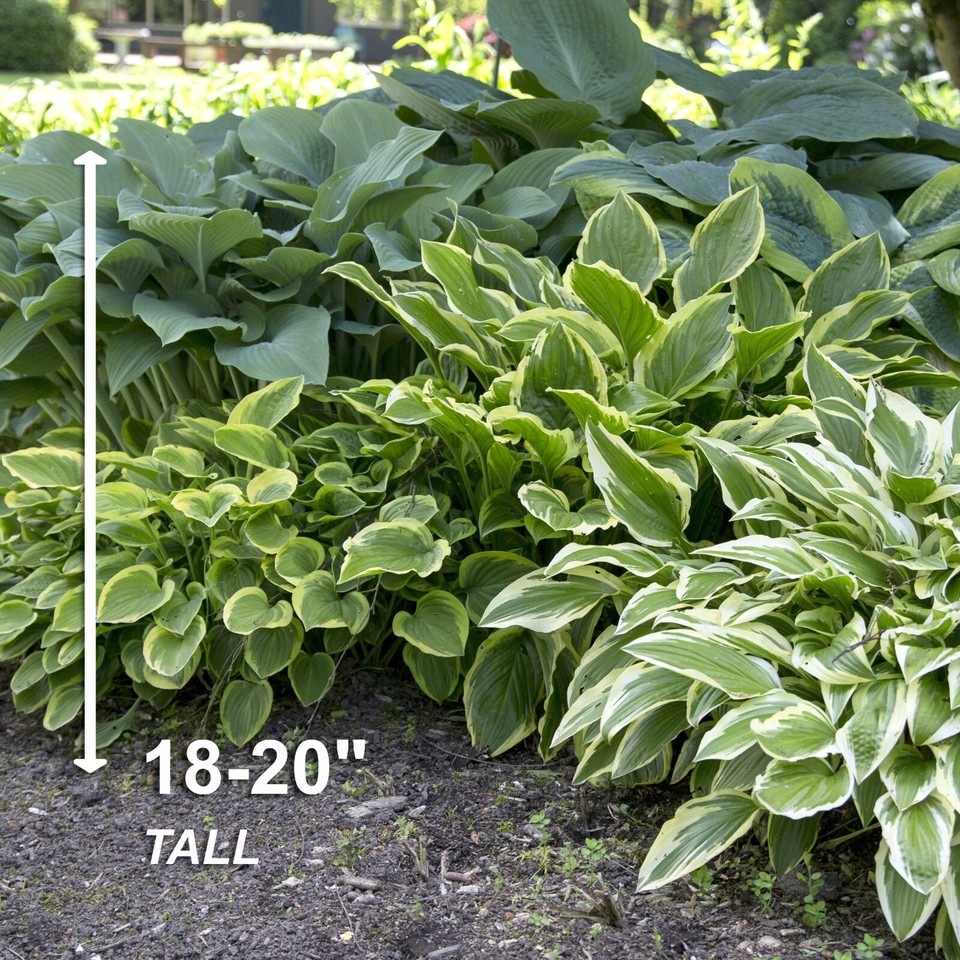 Garden State Bulb Variegated Hosta Mix Bare Roots, Shade Perennial | eBay