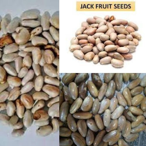 Seeds Jackfruit Fruit Tropical Tree Flower Largest seeds 2kg Fresh Jack ...
