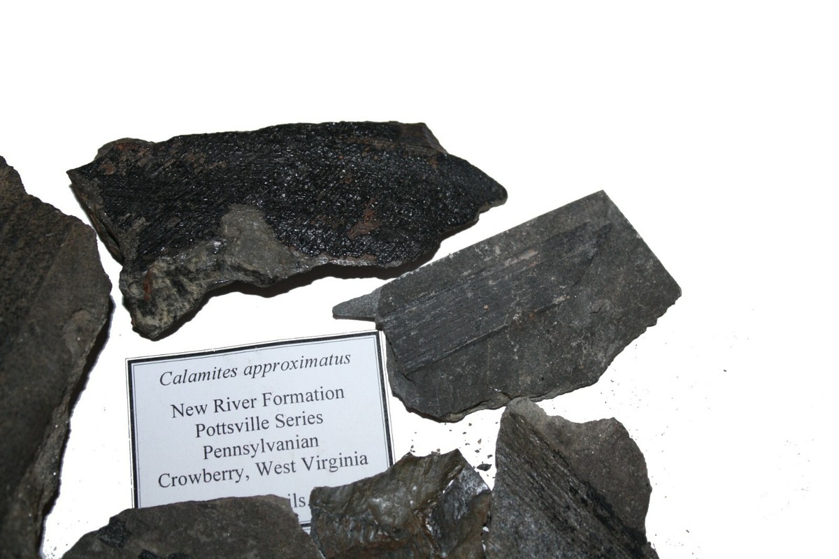 Calamites Calamites Stem Pith Cast In Original Growth Position.