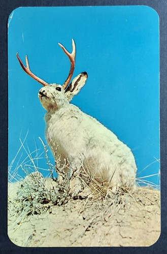 Postcard North American Jackalope Jack Rabbit Antelope c1960 | eBay