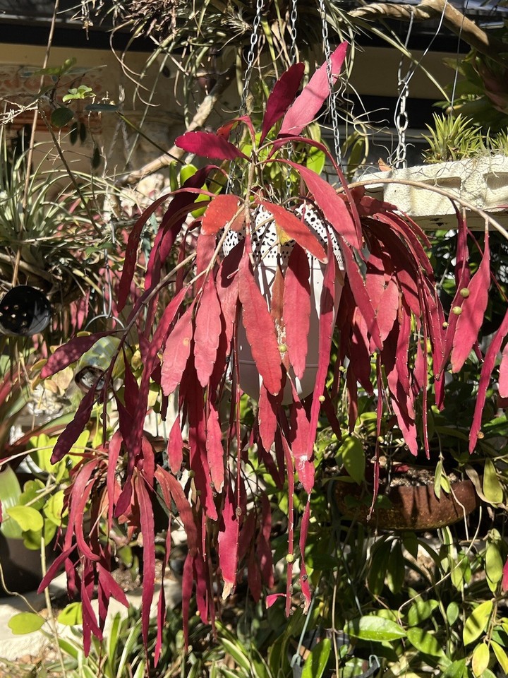 Rhipsalis ramulosa Red 6 Cuttings Pseudorhipsalis Mistletoe Cactus ...