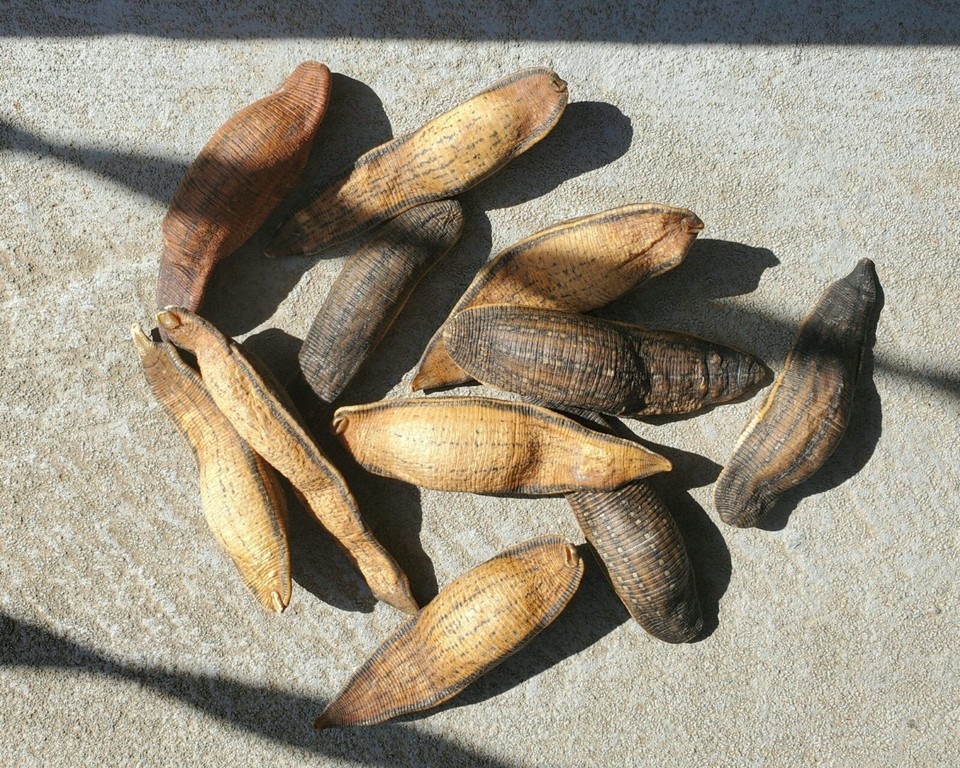 X3 Leeches, Dried Real Leech, Oddities, Macrobdella decora | eBay