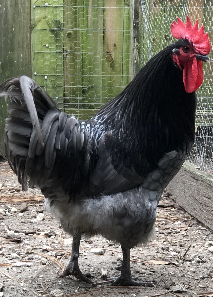 Zwarte Australorp Kippeneieren Black Australorp Hen Stockfoto En Meer