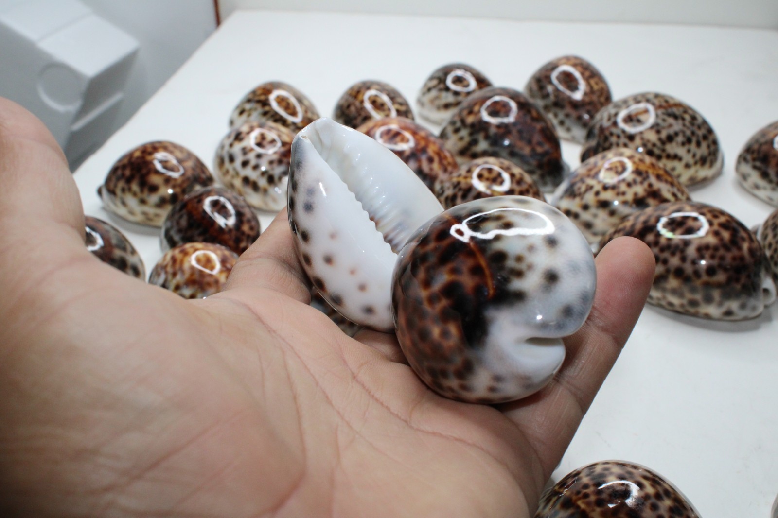 Lot of 32 Cypraea tigris Shells - Collectible Cowrie Specimens