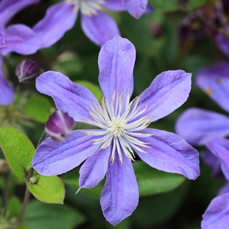 Clematis Arabella - Live Starter Plants in 2 Inch Growers Pots ...