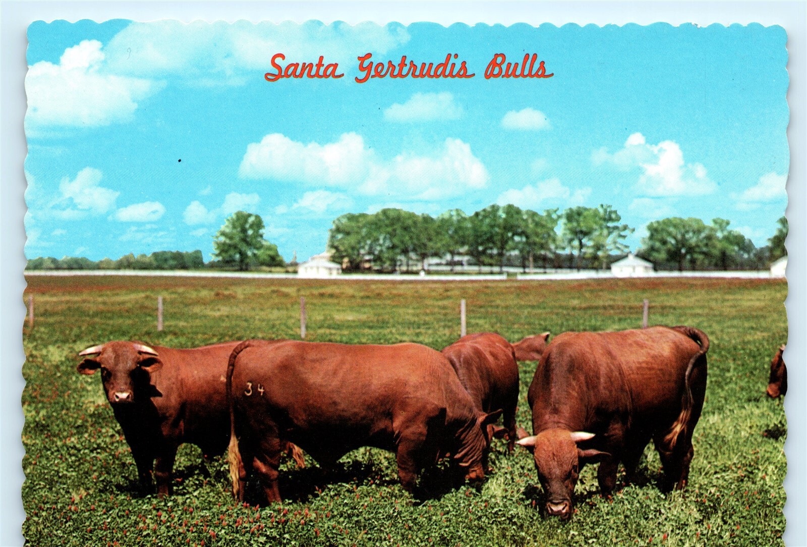 Santa Gertrudis Bulls