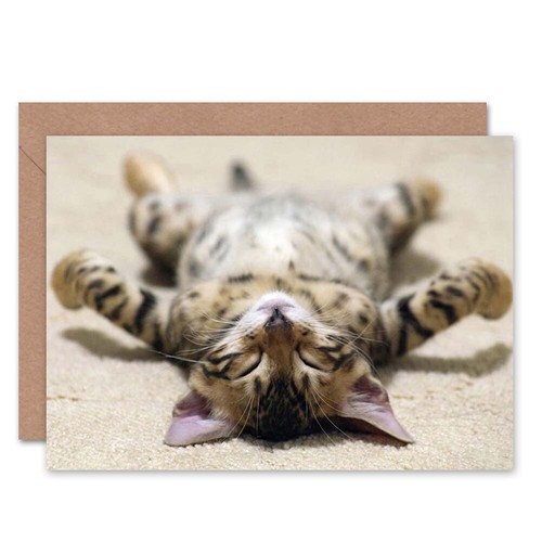 Supine Cute Sleeping Kitten Cat Blank Greeting Card With Envelope ...