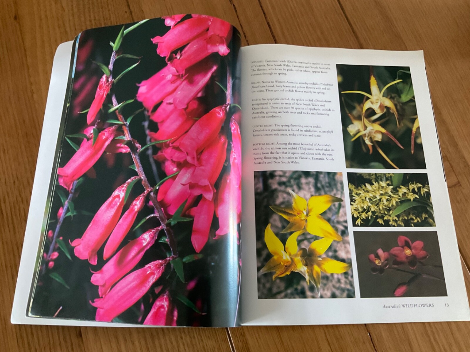 Australia's Wildflowers by Ken Stepnell and Dalys Newman PB FREEPOST | eBay