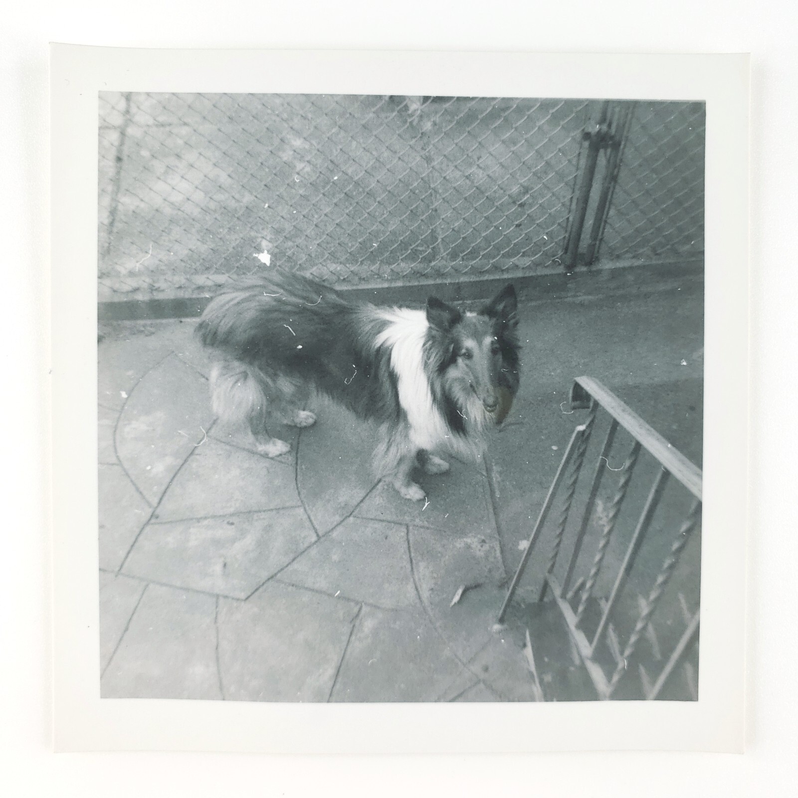 Rough Collie Dog Portrait Photo 1960s Vintage Pet Canine Stairs ...
