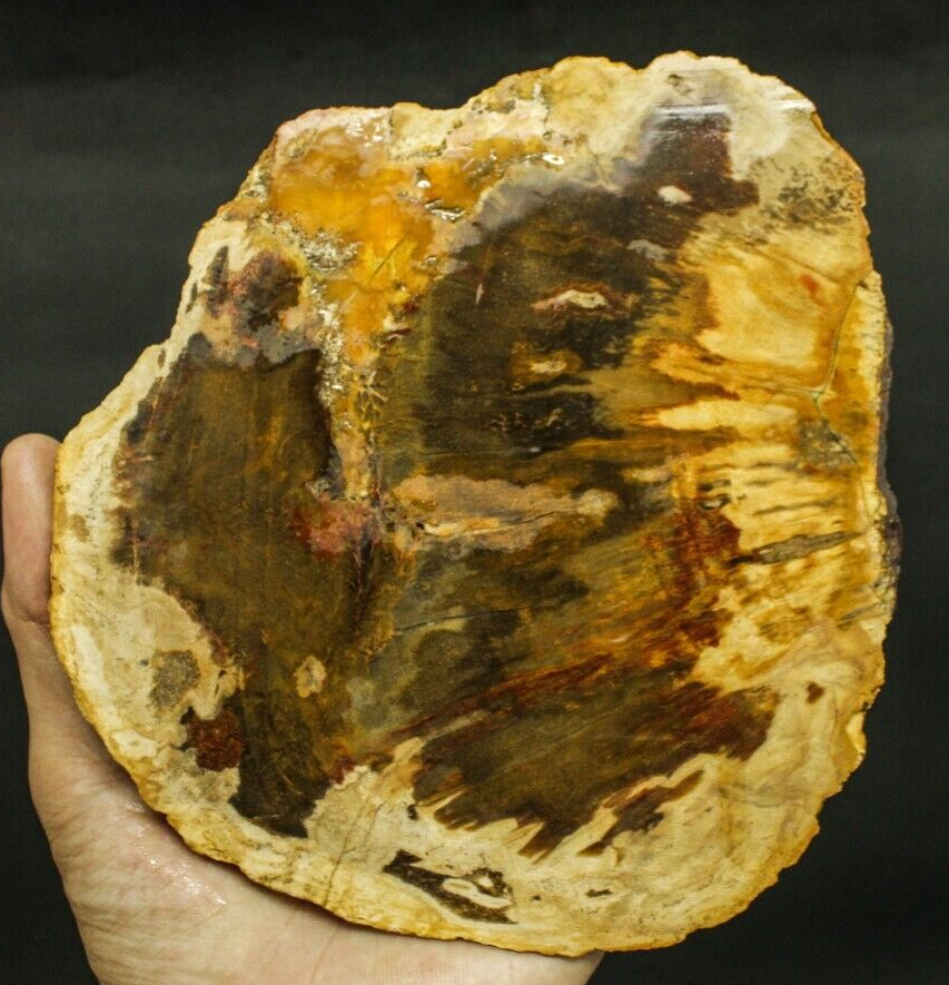 816GR BEAUTIFULL PICTURE VARIETY NATURAL MULTICOLOR PETRIFIED WOOD SLAB ...