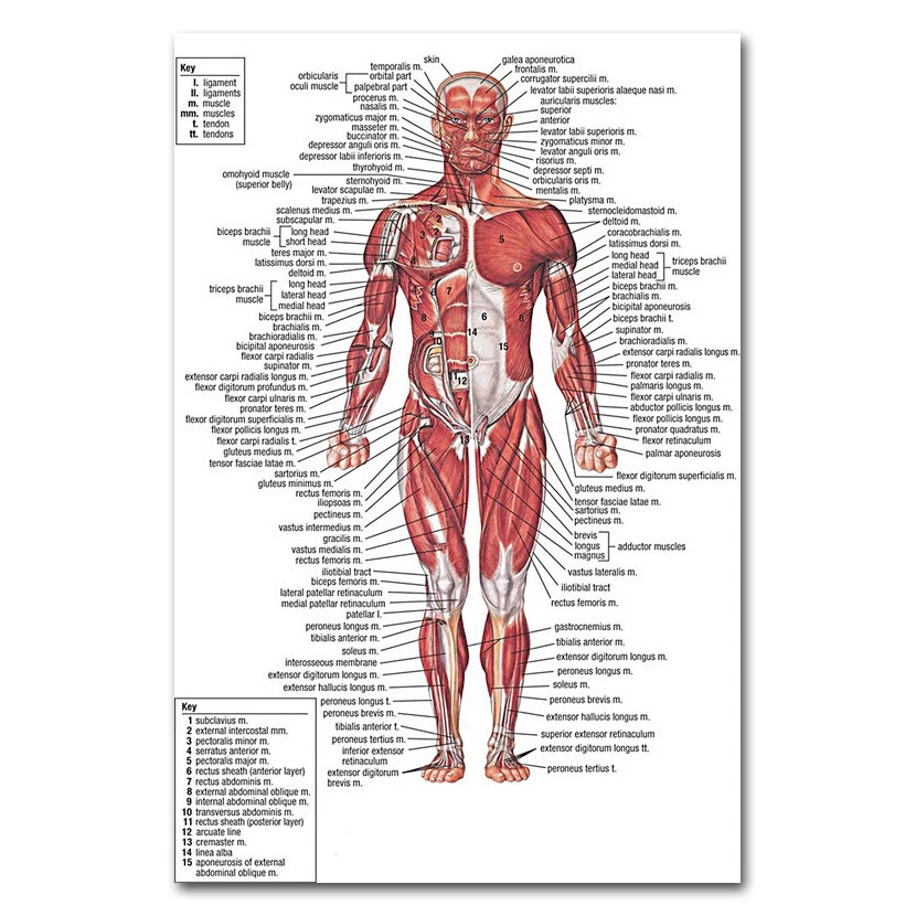 External Human Body