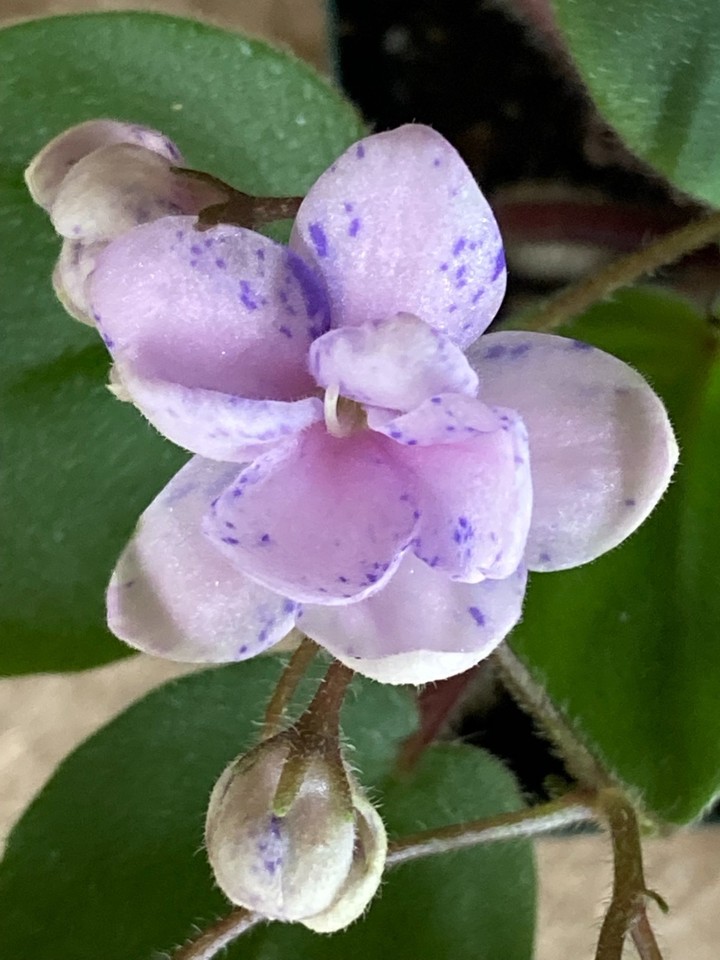 African Violet Plant * ROBS BOOLAROO * Semi Mini trailer, 1994 | eBay