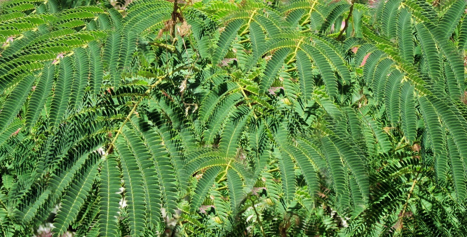 10 Seeds Enterolobium cyclocarpum Earpod tree Rare -Read Description | eBay