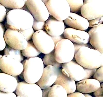 White Kaunch Seed Mucuna Pruriens Indian Velvet Beej Konch Beej 60g to ...