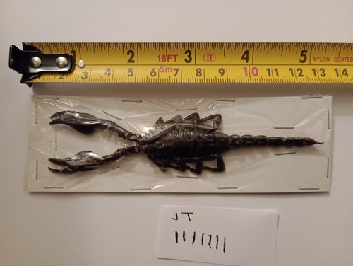 FOREST SCORPION ssp From Java.FANTASTIC VALUE. | eBay UK