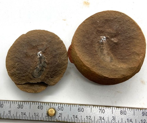 Fossil Chiton - Mazon Creek - both sides nodule - Illinois ...