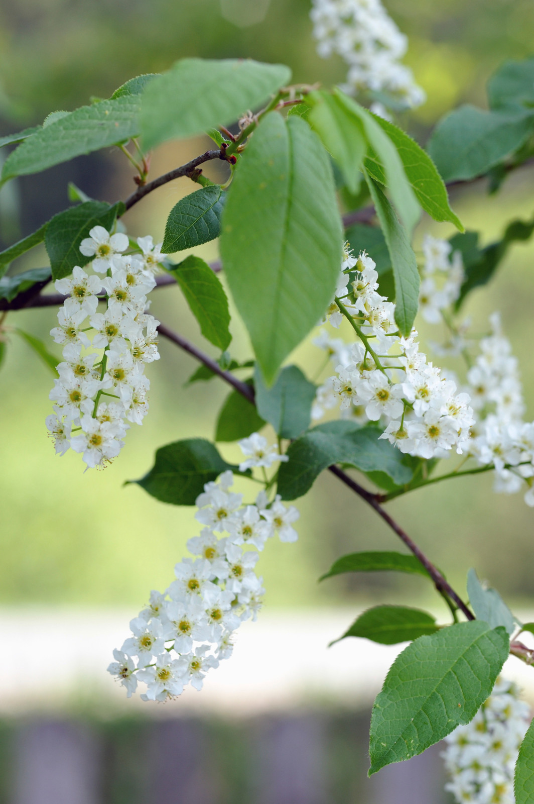 5 Bird Cherry Trees, Flowering & Berries, 40-60cm Prunus Padus ,Birds ...