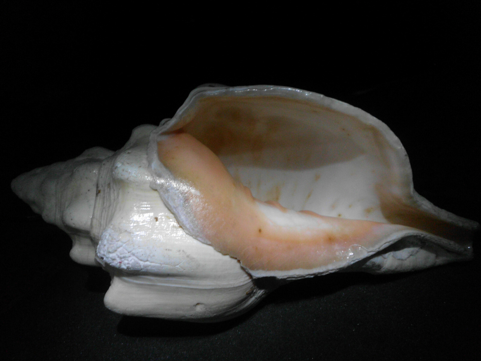 VERY RARE!XXLHUGE /BIG MAMA>TURBINELLA ANGULATA(WEST INDIEN CHANK ...