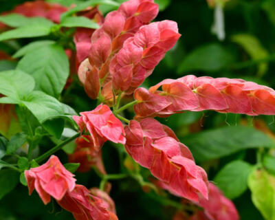 Justicia brandegeana Rubrum RED SHRIMP PLANT - 1 Plant! | eBay