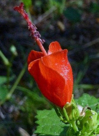 7 RED TURK'S CAPS LIVE PLANT CUTTINGS SLEEPING HIBISCUS FLOWER BUSH ...