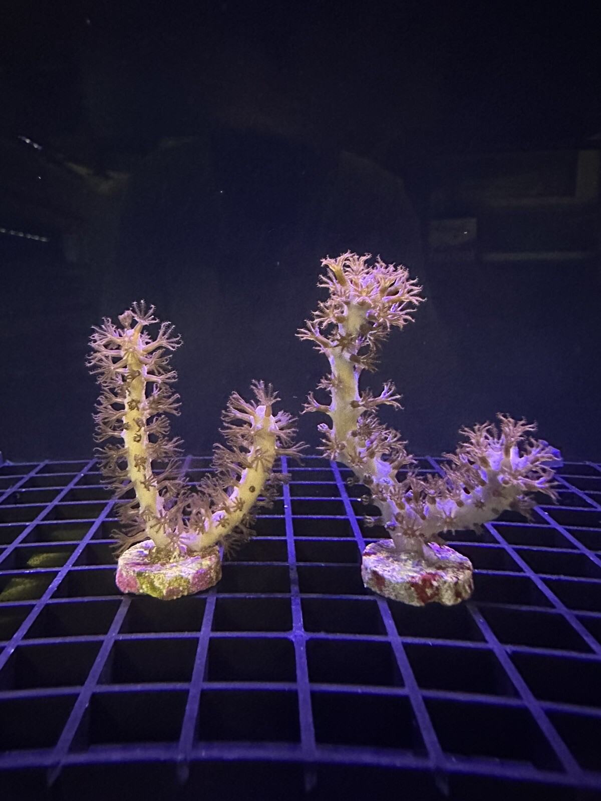 Live Soft Coral Knobby Sea Fingers 2-3” Double Branch | eBay