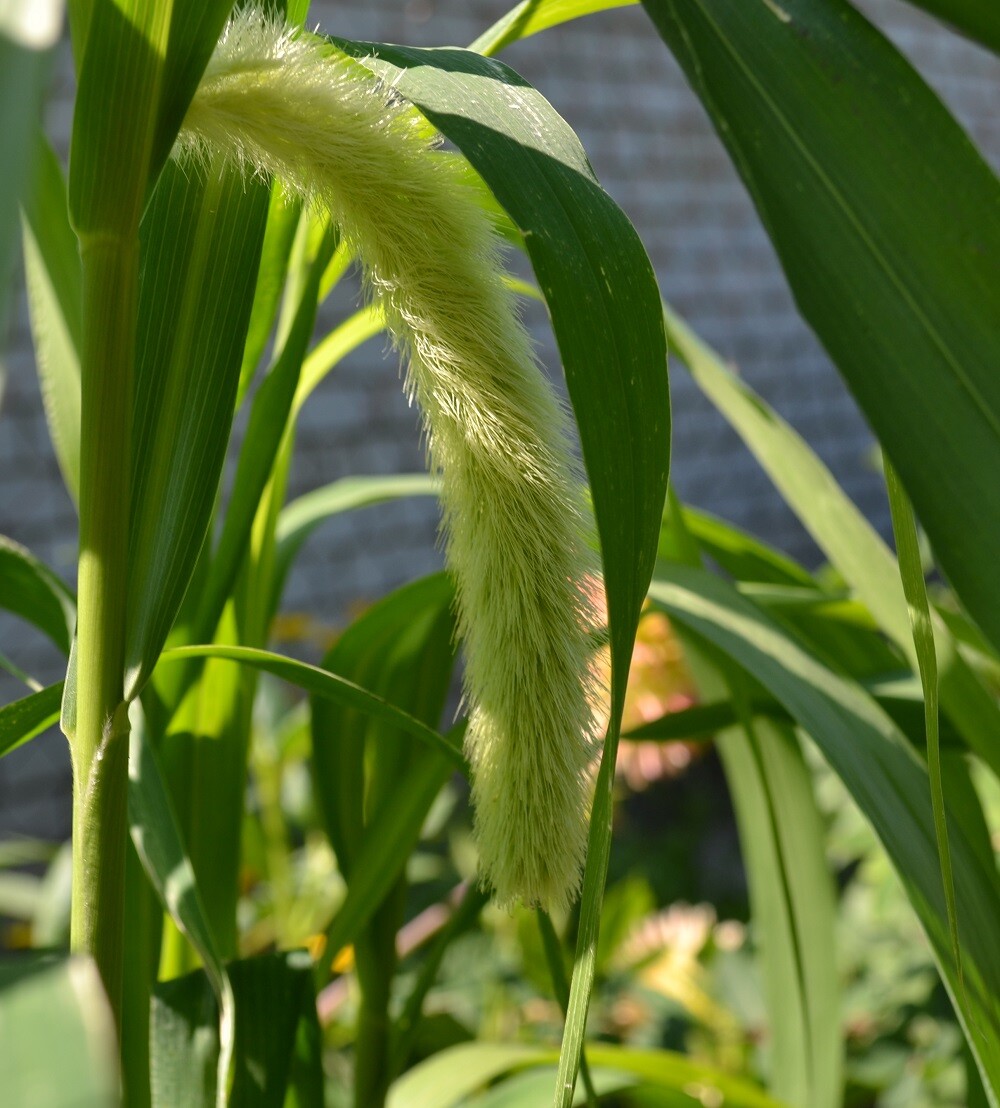 Setaria seeds, 500 Setaria millet seeds,Fox tail, heirloom organic ...