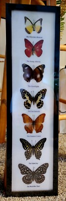 7 REAL MOUNTED BUTTERFLIES IN ACRYLIC FRAME WOOD SIZE 21"X6" | eBay
