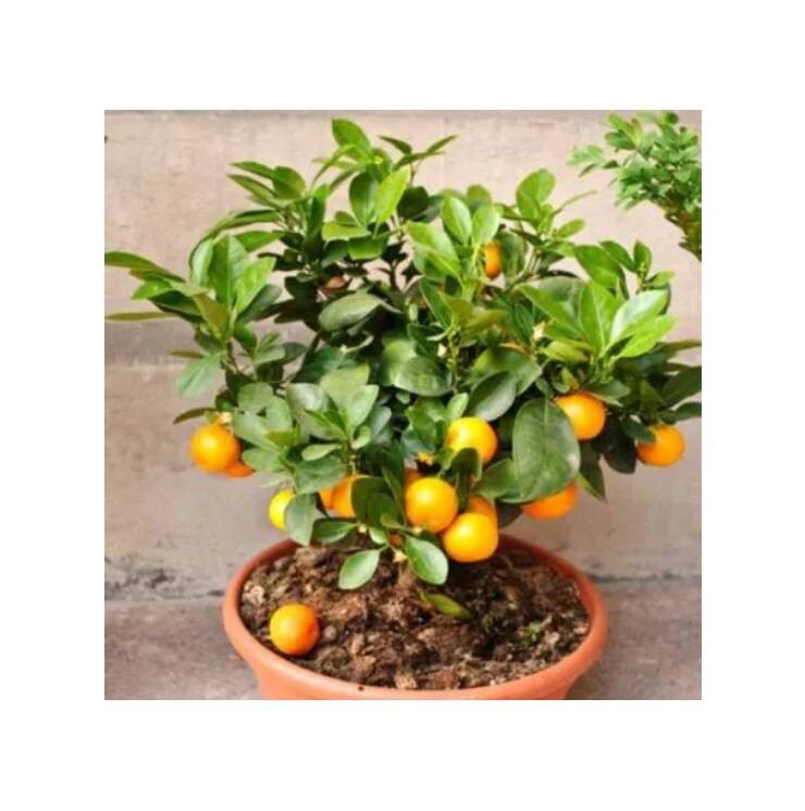 Owari Satsuma Tree 1Gal Pot 2-3FT Tall Indoor Citrus Plant Satsuma ...