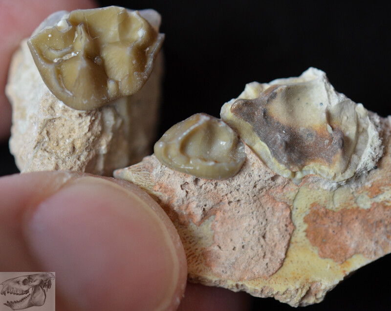 Mesohippus Pair of Upper Teeth, Three Toed Horse Fossils, Oligocene ...
