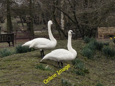 Photo 6x4 Trumpeter Swans at WWT Slimbridge Shepherd's Patch The ...