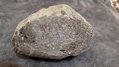 HUGE Dinosaur fossil gembone from Utah agate gem bone agatized 11.9 lbs ...