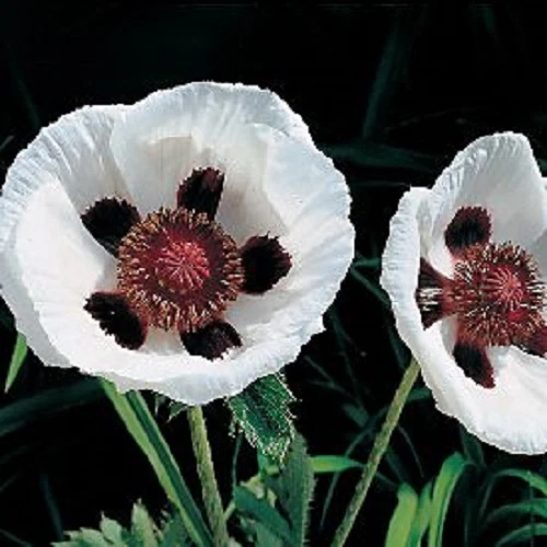 White Poppy Seeds Flower