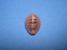 Cypraea Shells for sale | eBay