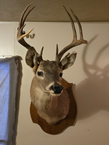 10 Point Whitetail Deer Head Mount Taxidermy | eBay
