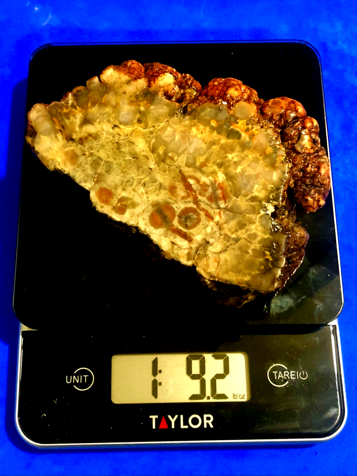 Coprolite Beautiful Cut Piece , Red , Brown , Cream colors Southern ...