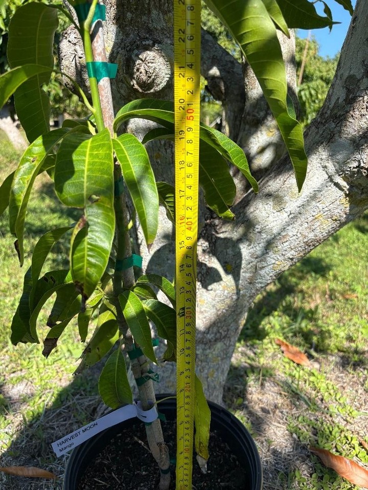 HARVEST MOON GRAFTED MANGO TREE ~ 15 MO'S OLD (EDWARD X CARRIE ...
